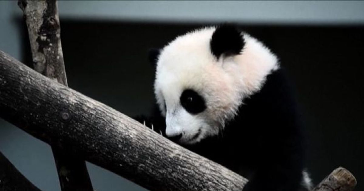 Lo zoo della Malaysia battezza il cucciolo di panda: è Nuan Nuan