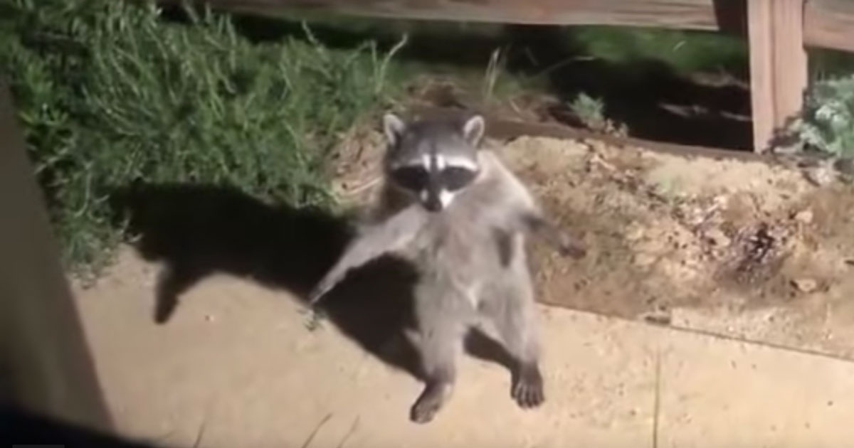 I procioni restano immobili come statue: il video | RDS 100% Grandi ...